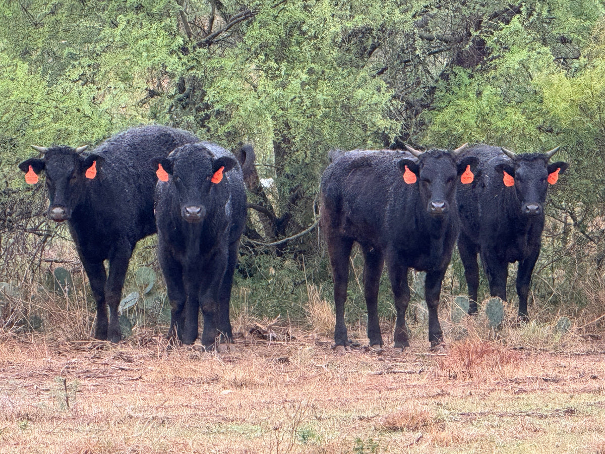 Wagyu Beef – Texas Tailor Farms